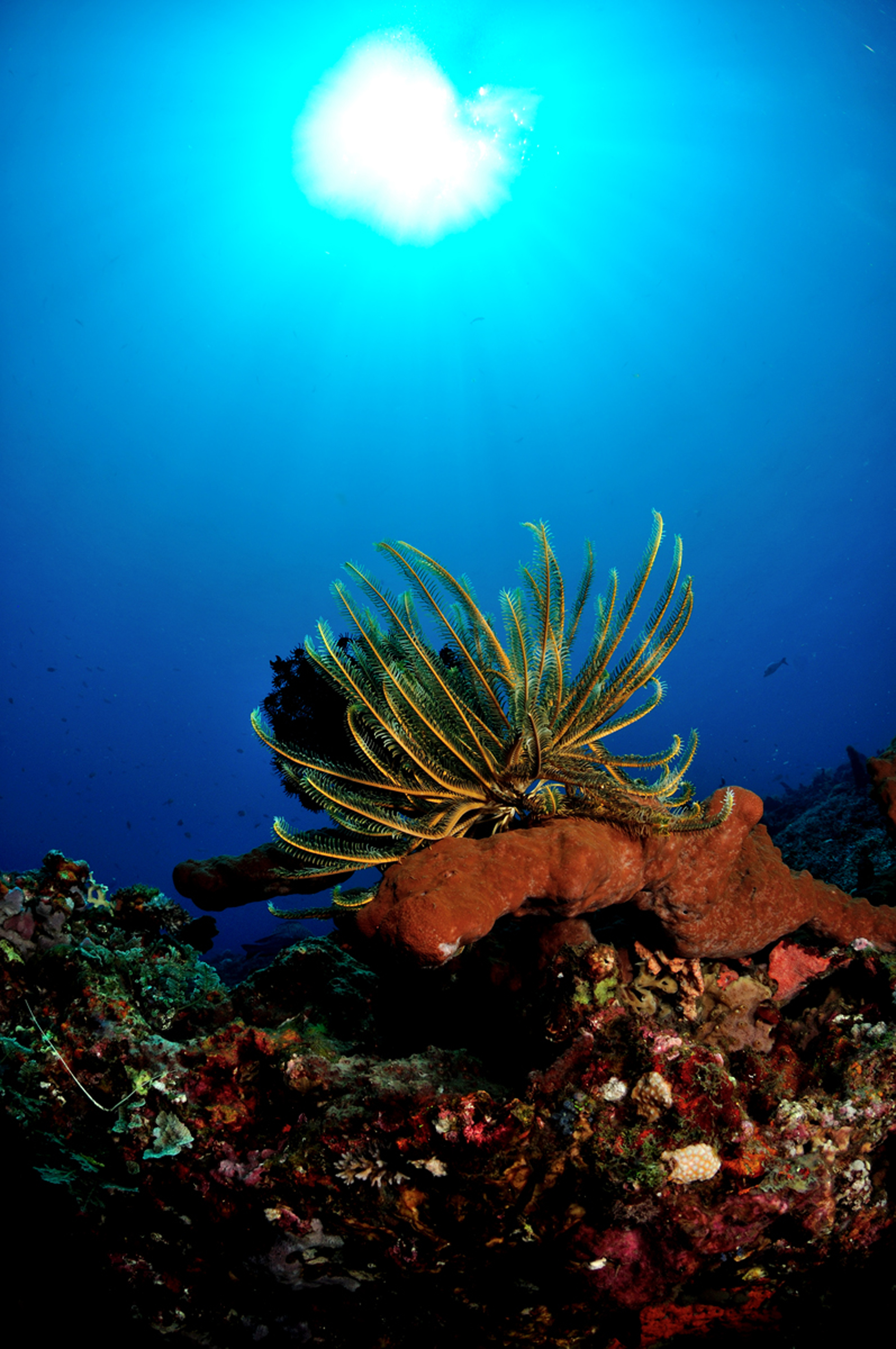 Tulamben Wreck Divers - Gallery