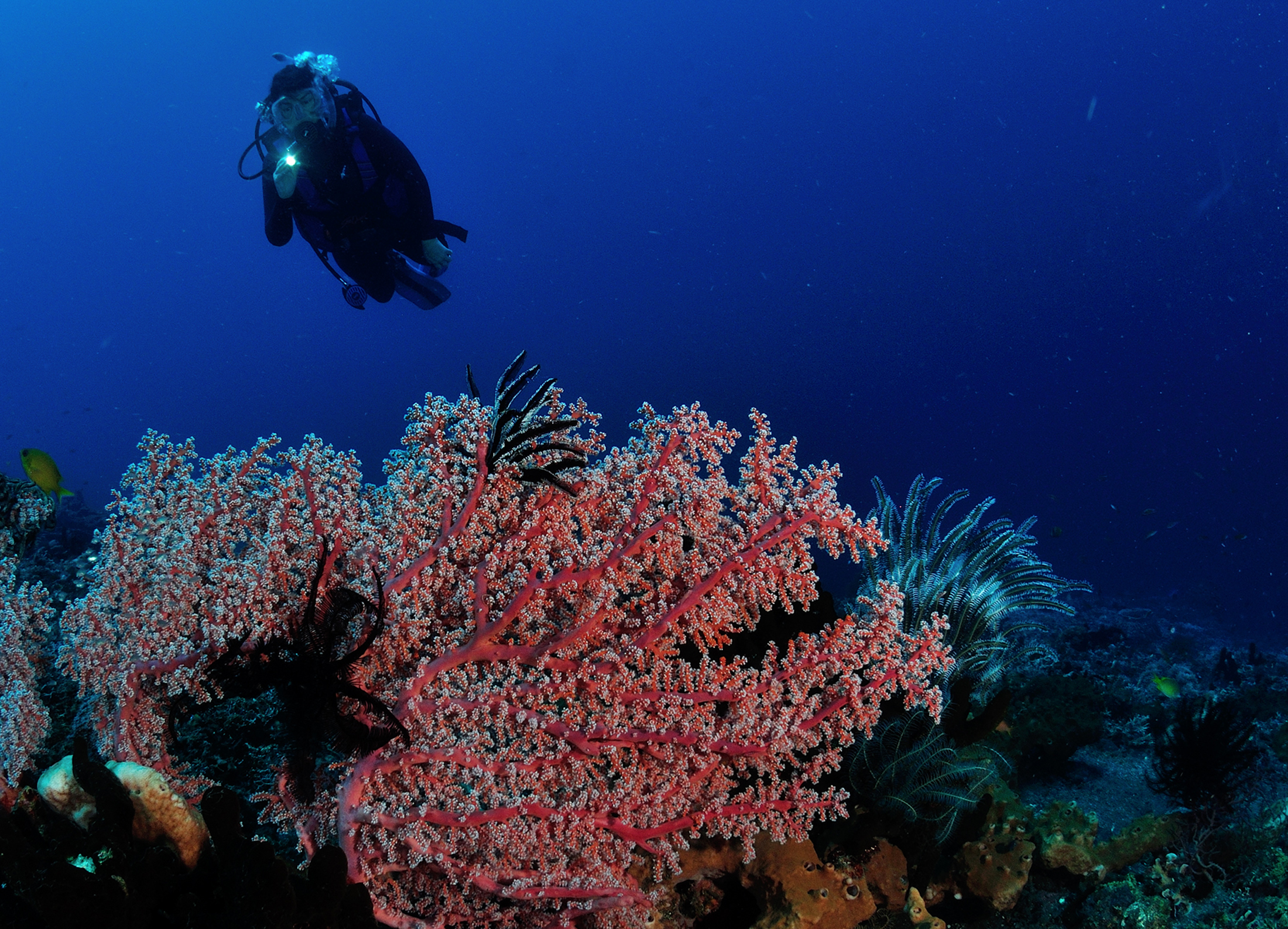Tulamben Wreck Divers - Gallery